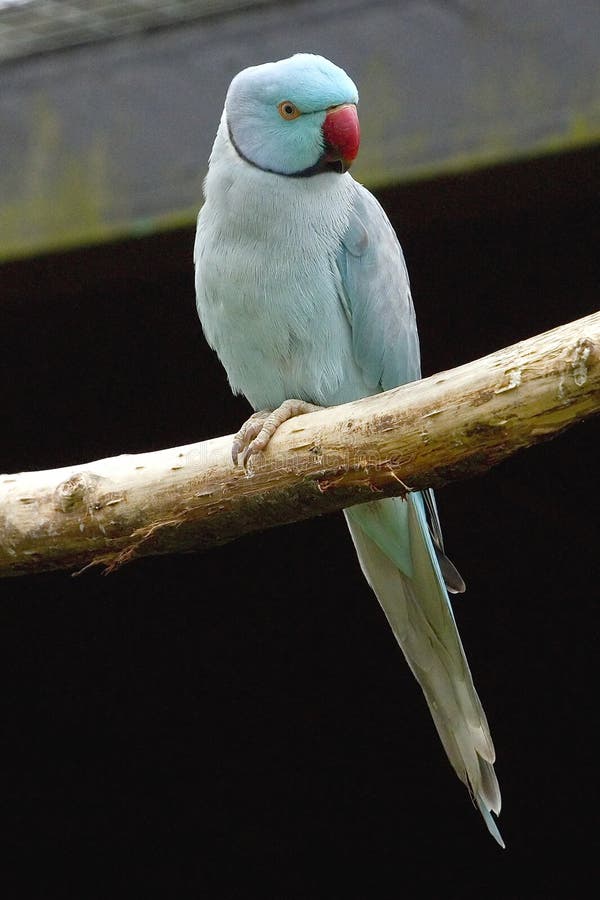 194 Blue Indian Ringneck Stock Photos - Free & Royalty-Free Stock ...
