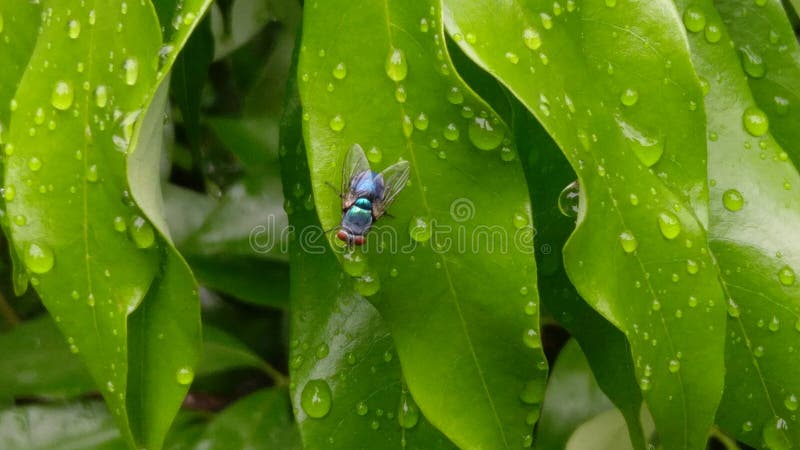 Blue Insect Drinking Water Raining Stock Image - Image of blue, water ...