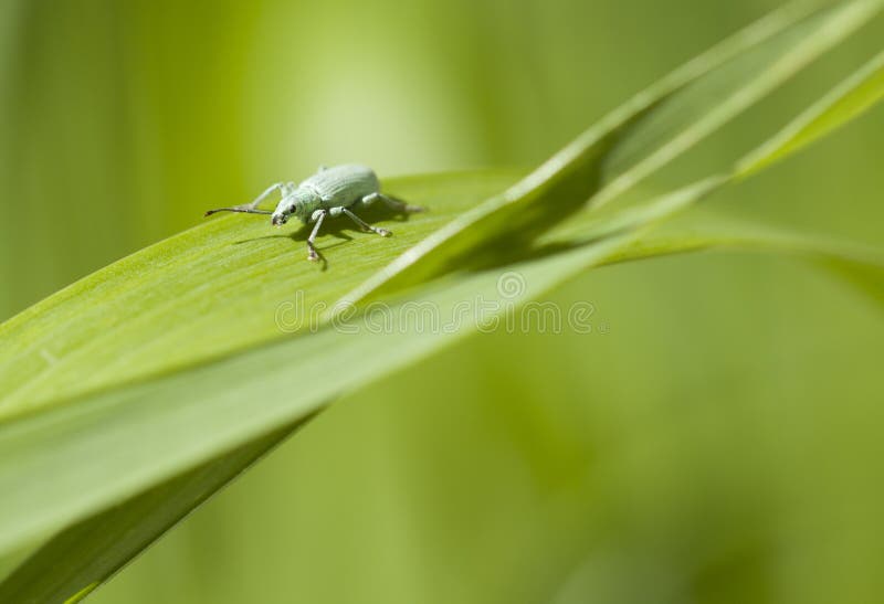 Blue Insect on a Green Leaf Under Sunlight. Stock Image - Image of ...