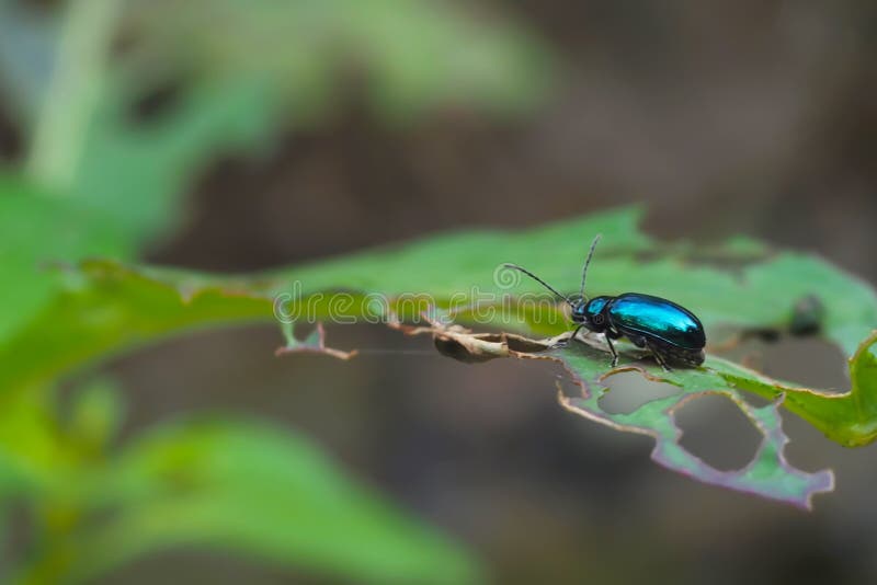 Blue Insects on the Leaves with Holes, in the Natural Background Stock ...