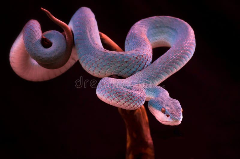Blue Insularis Snake (Trimeresurus Insularis) White-lipped Island Pit ...