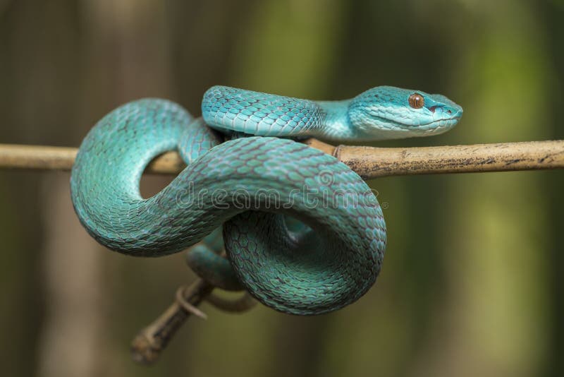 Blue Insularis Snake (Trimeresurus Insularis) White-lipped Island Pit ...