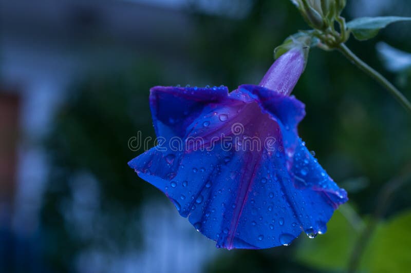 Blue Ipomoea Flower Twisting Creeper Stock Photo - Image of botany ...