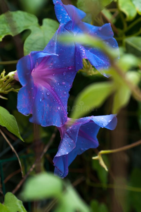Blue Ipomoea Flower Twisting Creeper Stock Image - Image of green ...