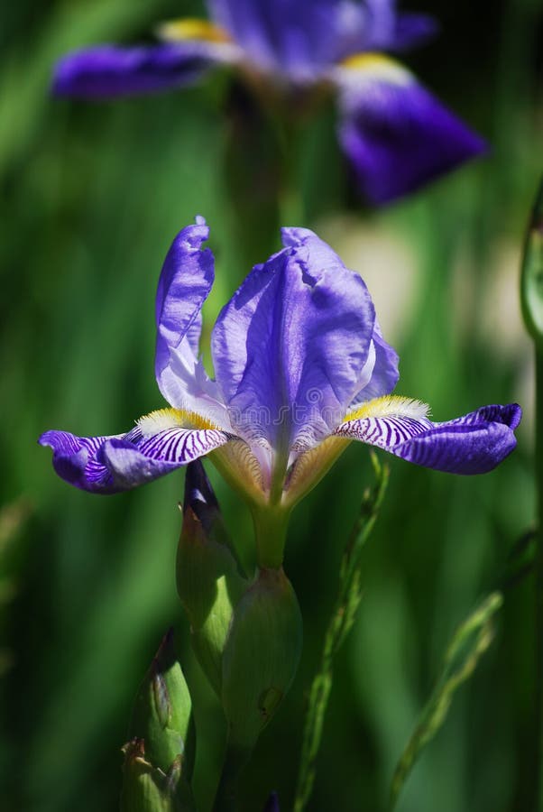 Blue iris stock image. Image of flower, beauty, iris - 10156711
