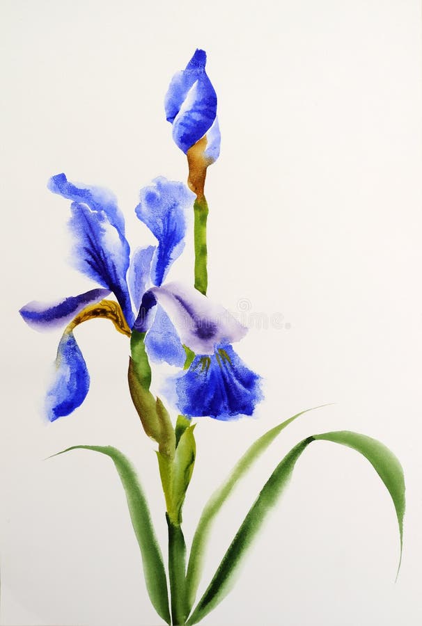 Blue Iris Flower on White Background Stock Vector - Illustration of ...