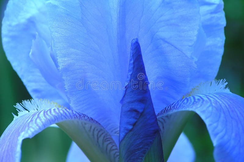 Blue iris stock image. Image of garden, bloom, flora, color - 394131