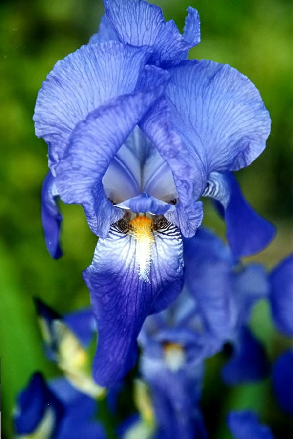 Blue Iris stock image. Image of gardens, color, summer, concept - 44887