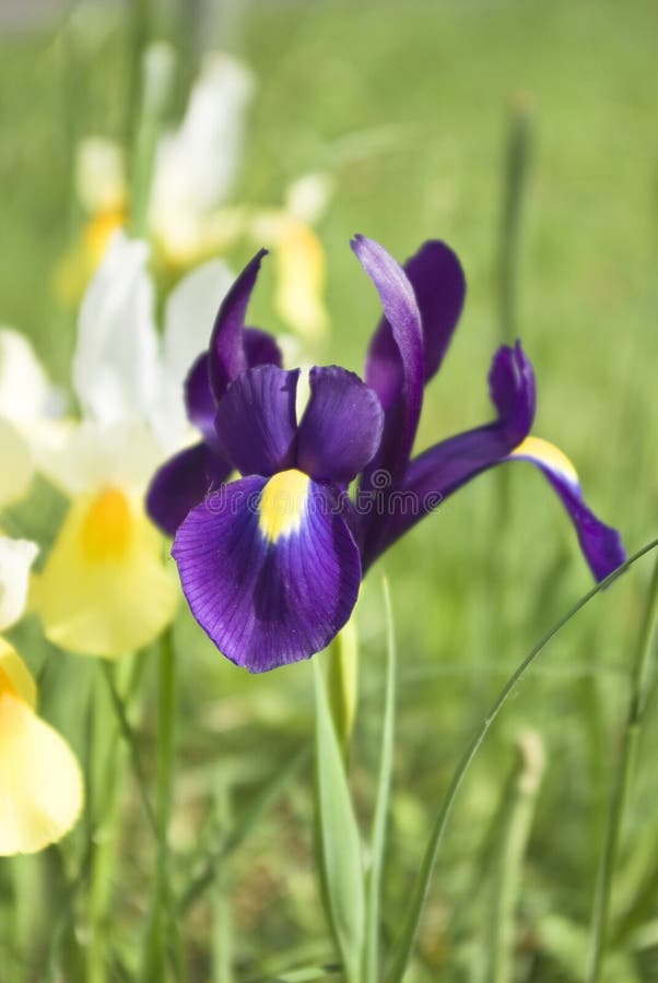 Blue iris stock image. Image of bloom, fields, gardens - 4640991