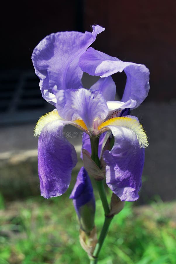 Blue iris stock photo. Image of early, garden, blooming - 9545684