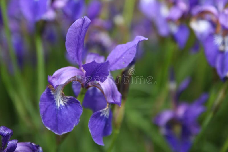 Blue Iris blooms stock image. Image of drop, bunch, flowers - 94572207