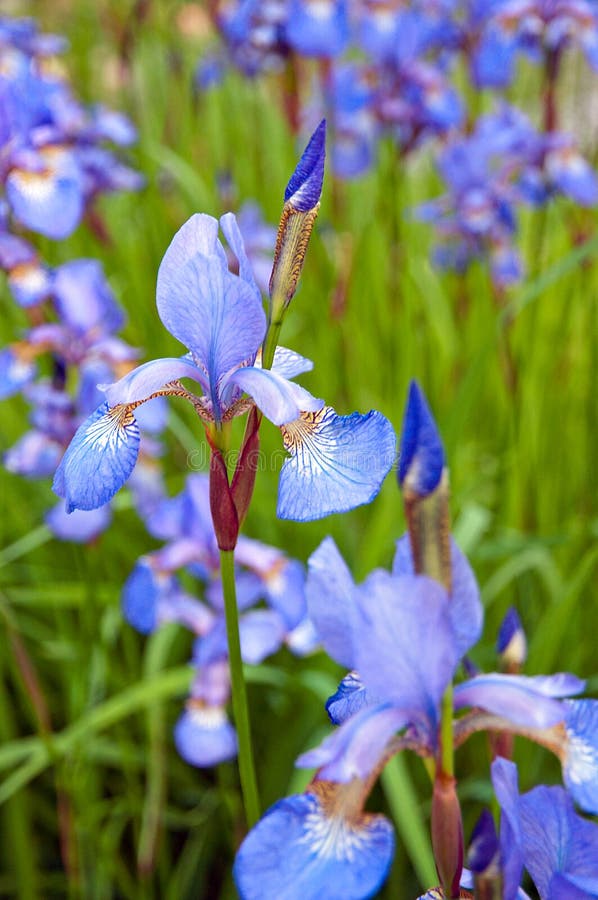 Blue Iris stock photo. Image of forest, summer, wildflower - 54778566