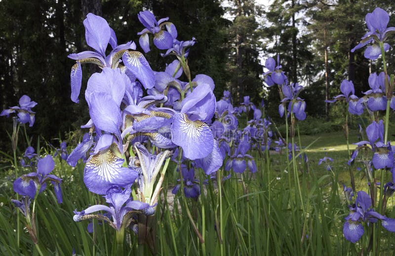 Blue Iris stock photo. Image of flower, plant, season - 93795668