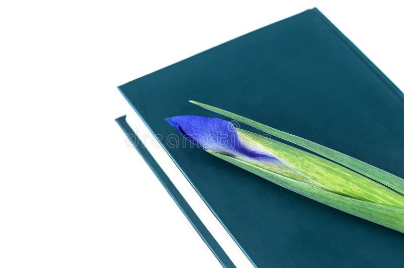 Blue iris bud on blue book stock image. Image of blue - 213522321