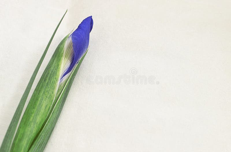 Blue iris bud stock photo. Image of bloom, beauty, imagination - 213522362