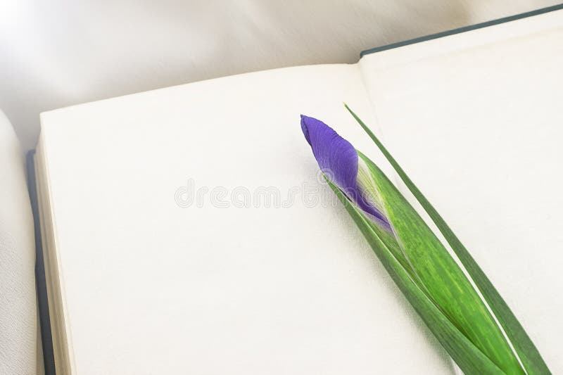 Blue iris bud stock photo. Image of green, blossom, beautiful - 213522380
