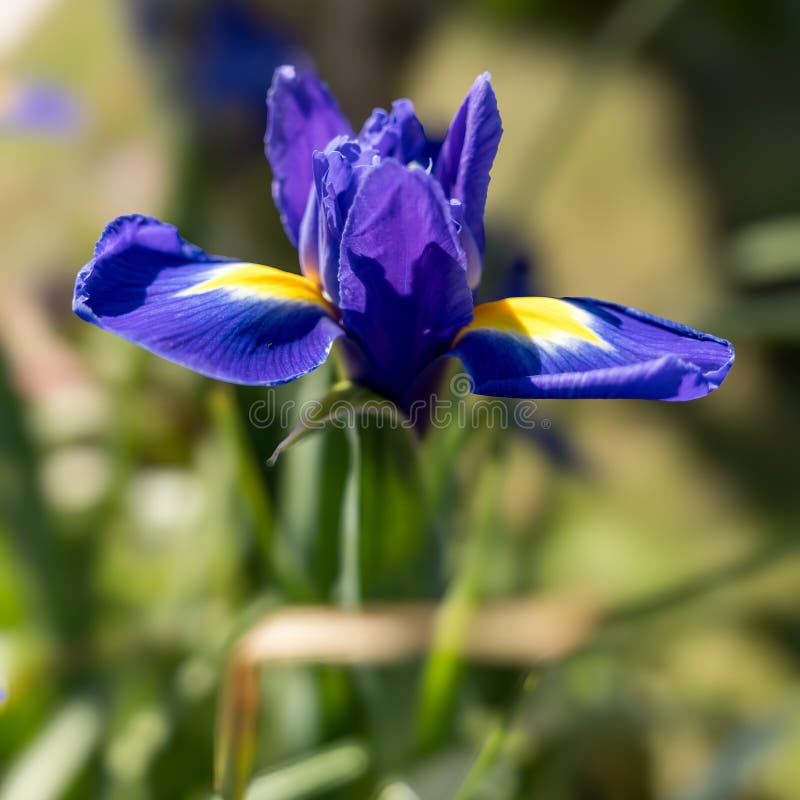 Blue Iris Flower Blooming in Springtime in Charlestown, Cornwall Stock ...