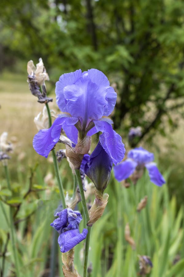 Blue iris flower stock image. Image of spring, beautiful - 188216797
