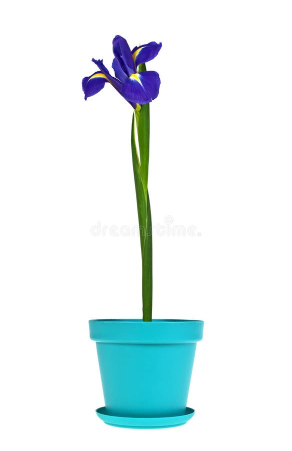 Blue Iris Flower in Blue Plastic Pot on White Background Stock Image ...