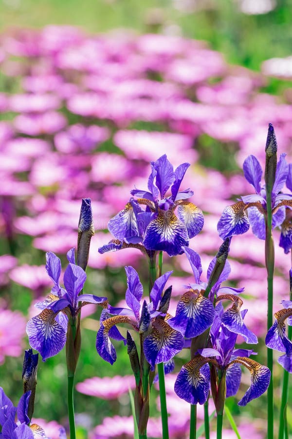 Blue Iris Flower in Front of Green Leaves Stock Image - Image of plant ...
