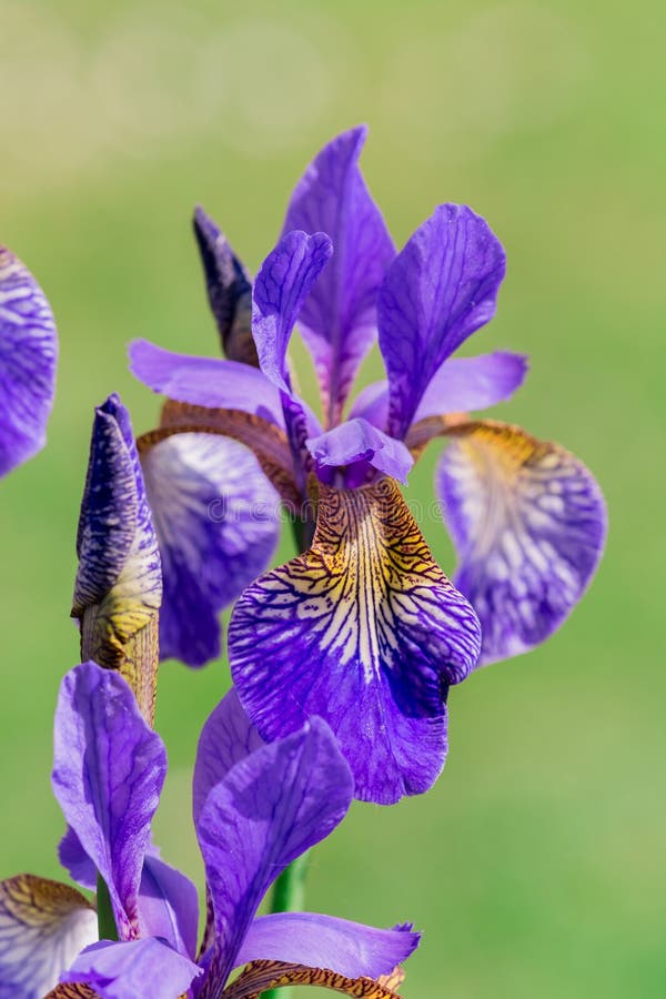 Blue Iris Flower in Front of Green Leaves Stock Image - Image of spring ...