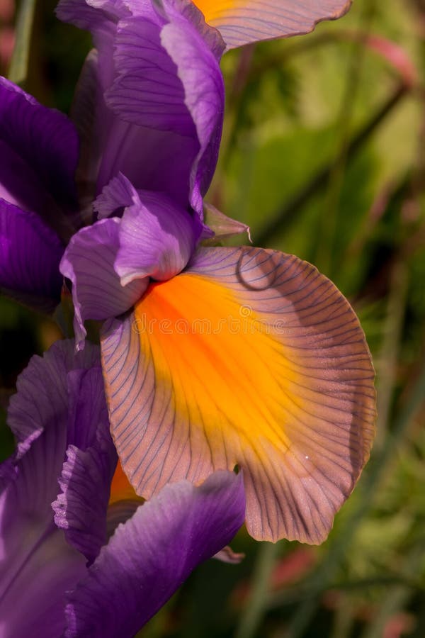 Blue Iris Flower in Front of Green Leaves Stock Photo - Image of light ...