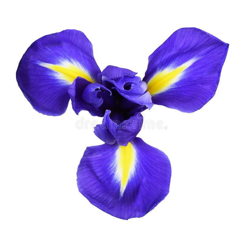 Blue iris flower stock image. Image of botany, freshness - 209779175