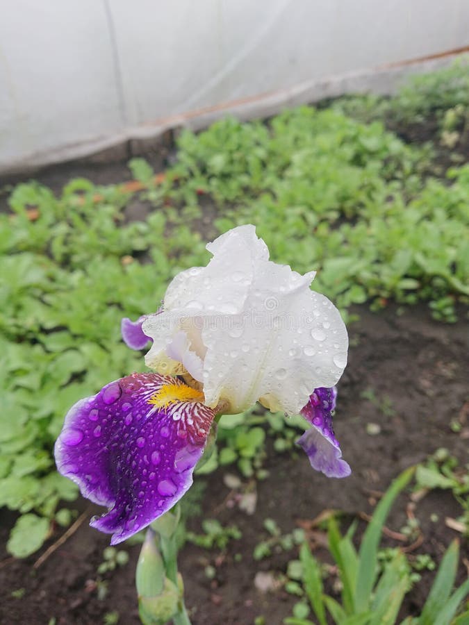 Closeup of the Flower of the Royal Iris Stock Image - Image of iris ...