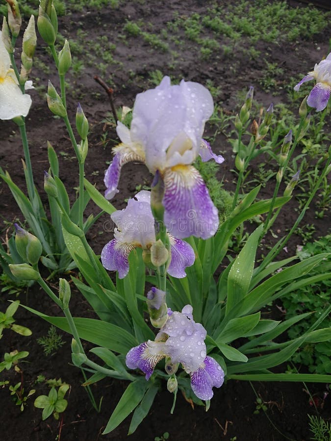 Closeup of the Flower of the Royal Iris Stock Image - Image of bouquet ...