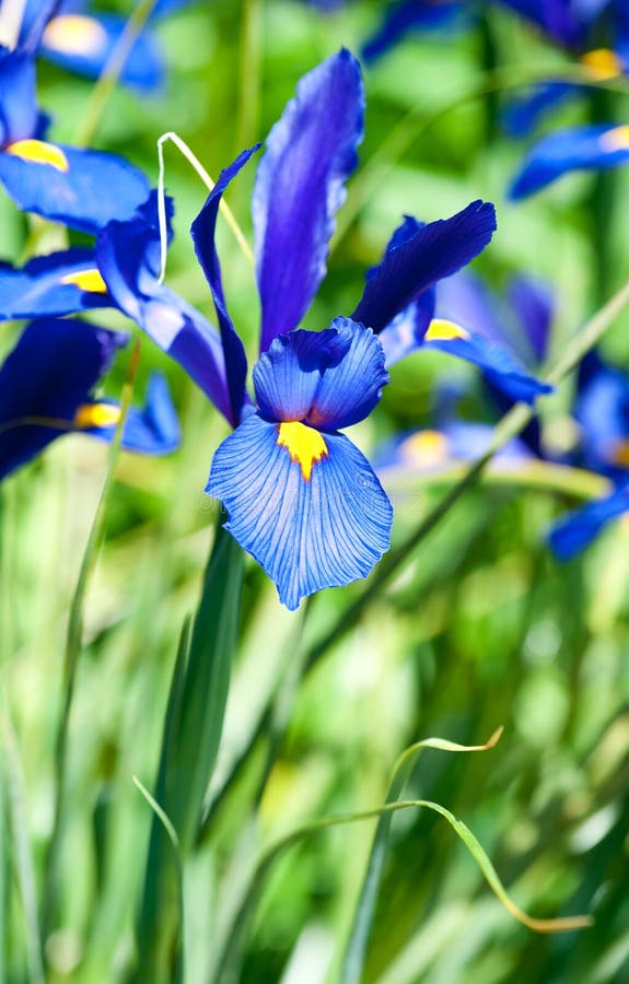 Blue iris flower stock photo. Image of iris, flowers - 55598258