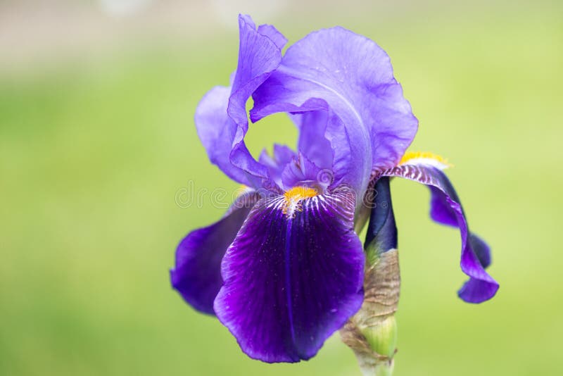 Blue iris stock photo. Image of flowers, iris, color - 99298030