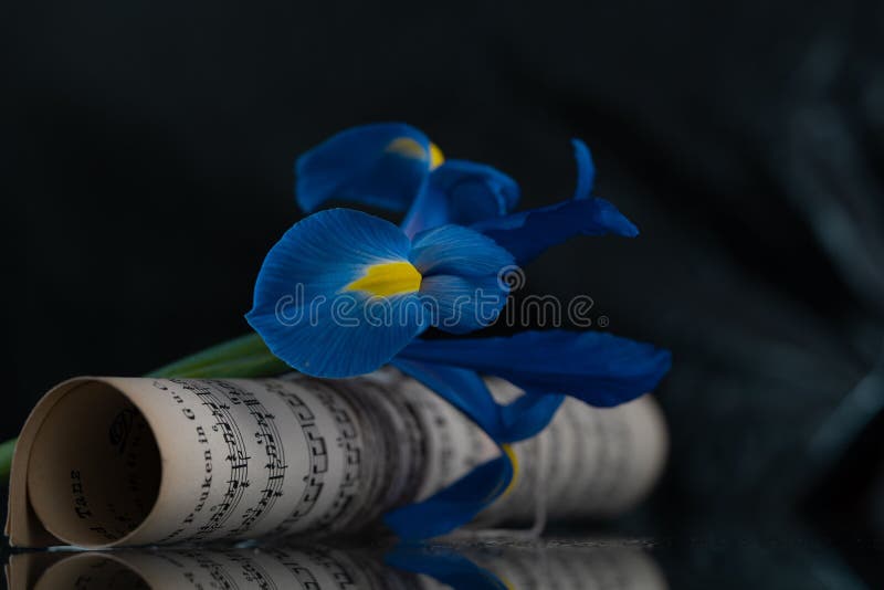 Blue Iris Flower on a Roll of Music Note Paper Stock Photo - Image of ...