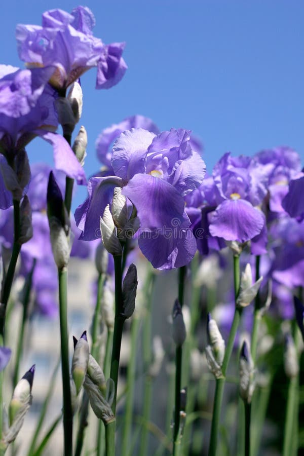 Blue Iris Flowers stock photo. Image of flower, park, blue - 155948