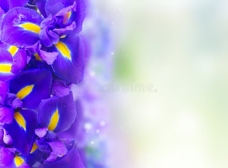 Blue iris flowers stock image. Image of mothers, easter - 87799743