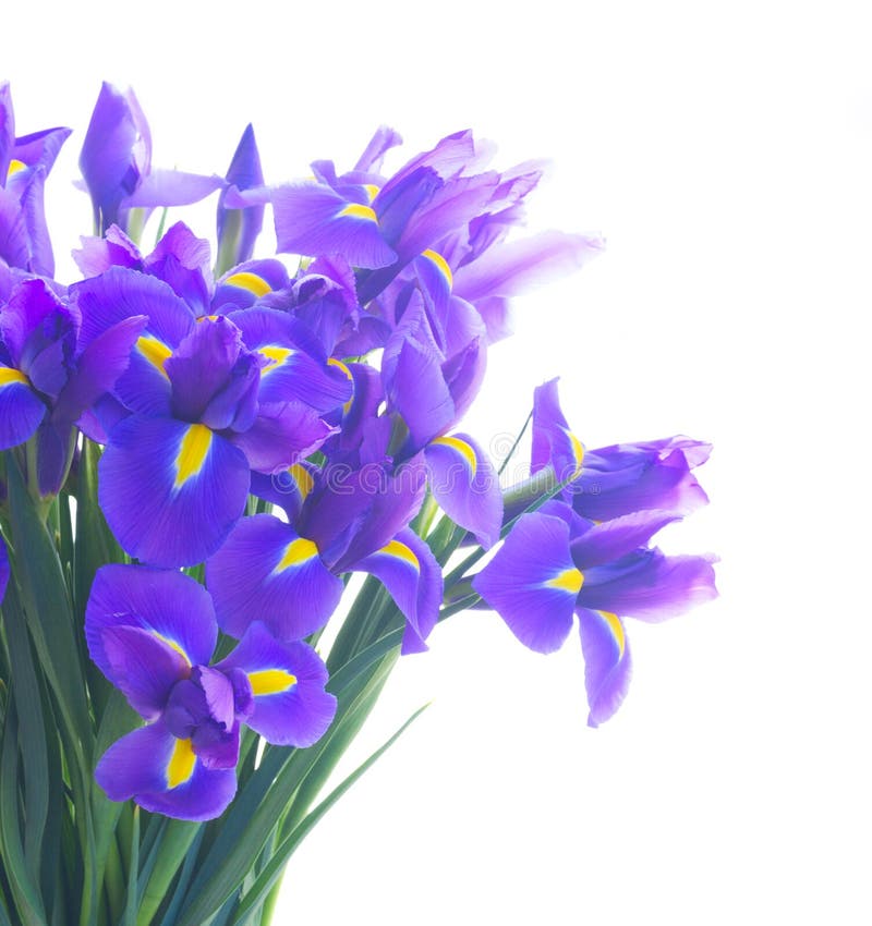 Blue iris flowers stock image. Image of mothers, easter - 87799743