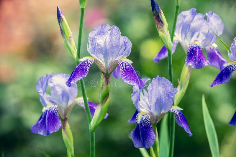 Blue Iris Flowers in the Garden Stock Photo - Image of dawn, decoration ...