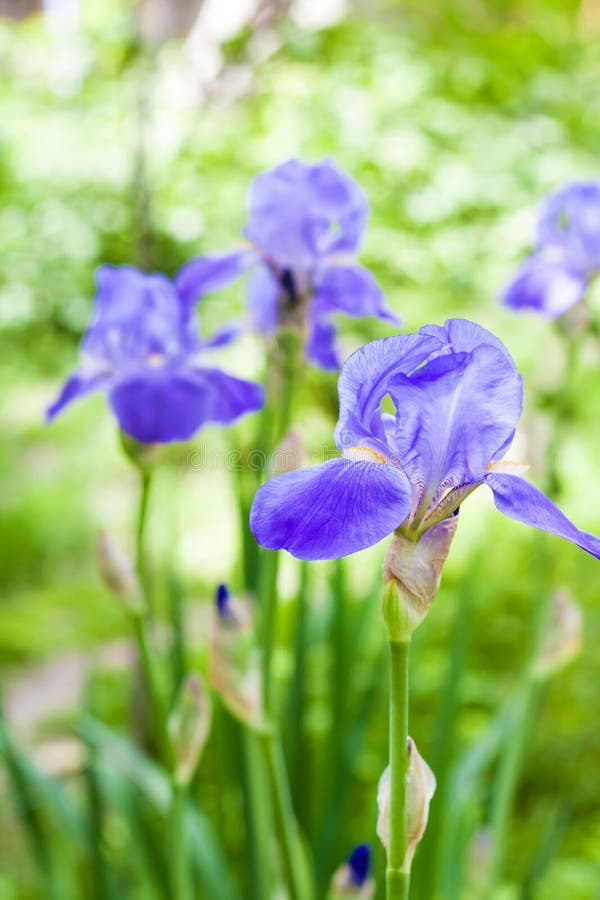 Two Blue Iris Flowers Closeup on Garden Background Stock Image - Image ...