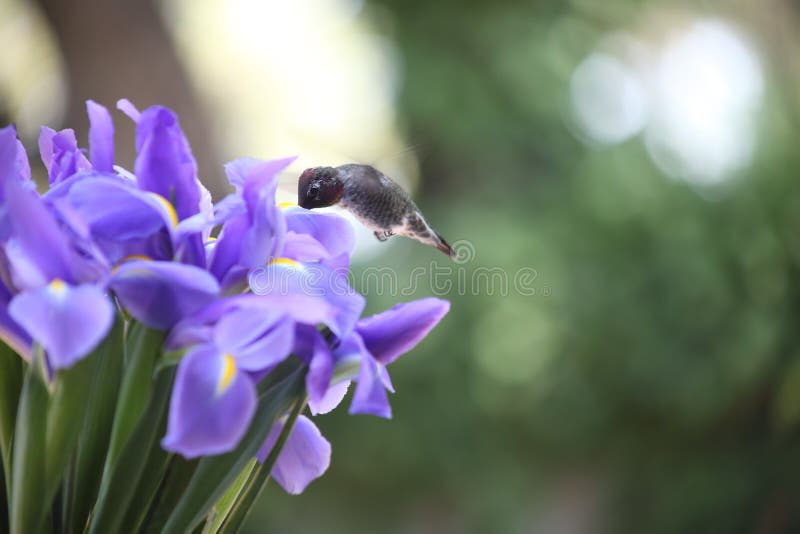 Blue Iris Flowers with Hummingbird Stock Photo - Image of green, spring ...