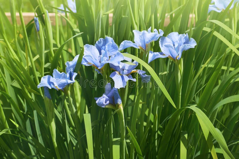 Blue Iris Flowers on a Summer Sunny Day in the Garden Stock Photo ...
