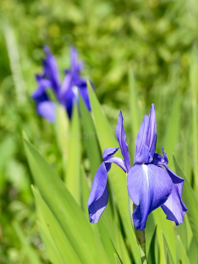 Blue iris flowers stock image. Image of sunlight, spring - 31452281