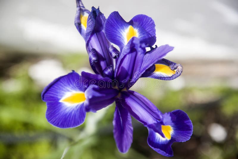 Blue Iris at Garden in the Morning Stock Photo - Image of flora, botany ...