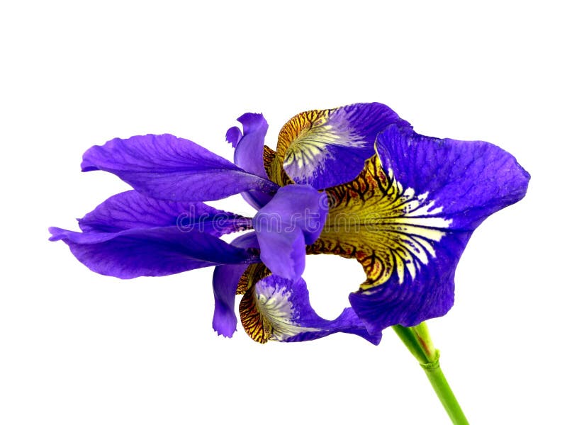 Blue iris stock photo. Image of flower, filigree, iris - 41426754