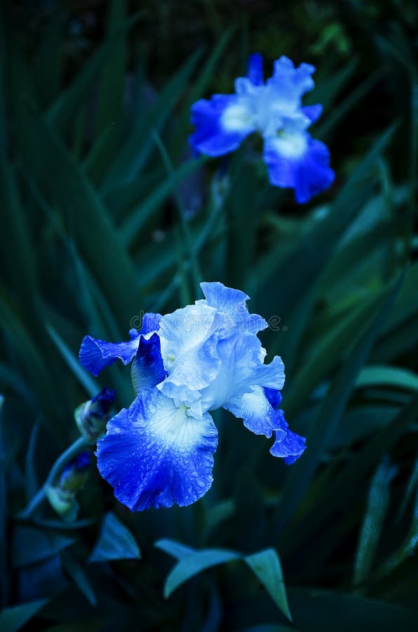 Blue Iris No. 3 stock photo. Image of green, horticulture - 84367034