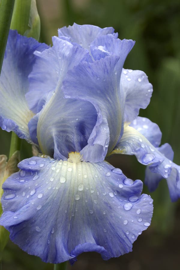 Blue iris with rain drops stock image. Image of freshness - 52547345