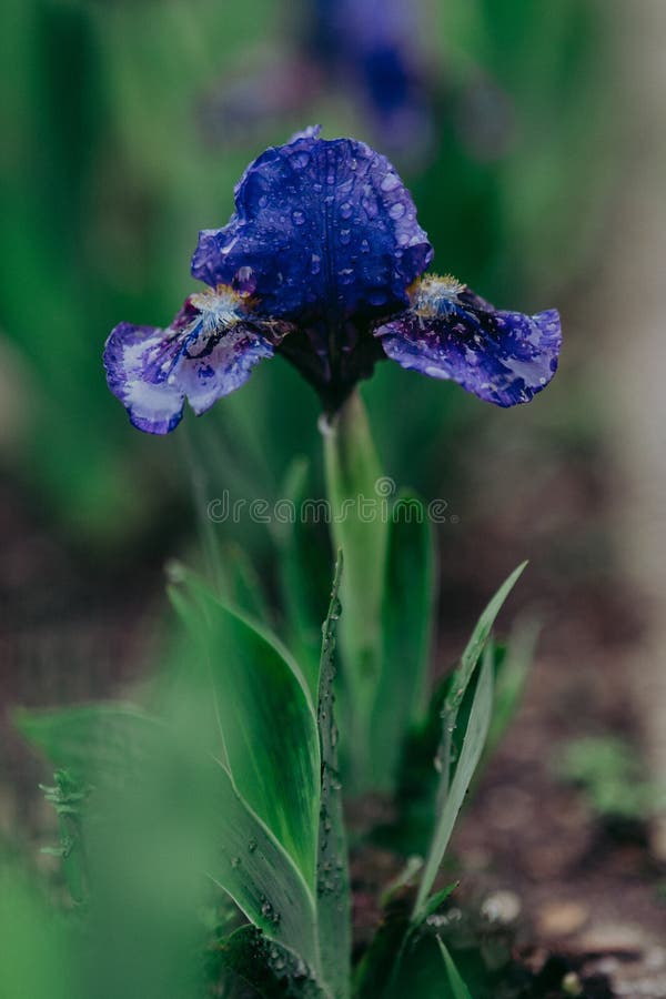 Blue Iris, a Spring Flower in Raindrops Stock Photo - Image of iris ...