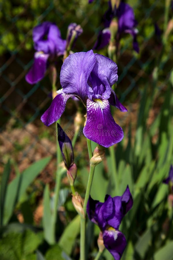 Blue Irises in Bloom Seen Up Close Stock Photo - Image of colorful ...
