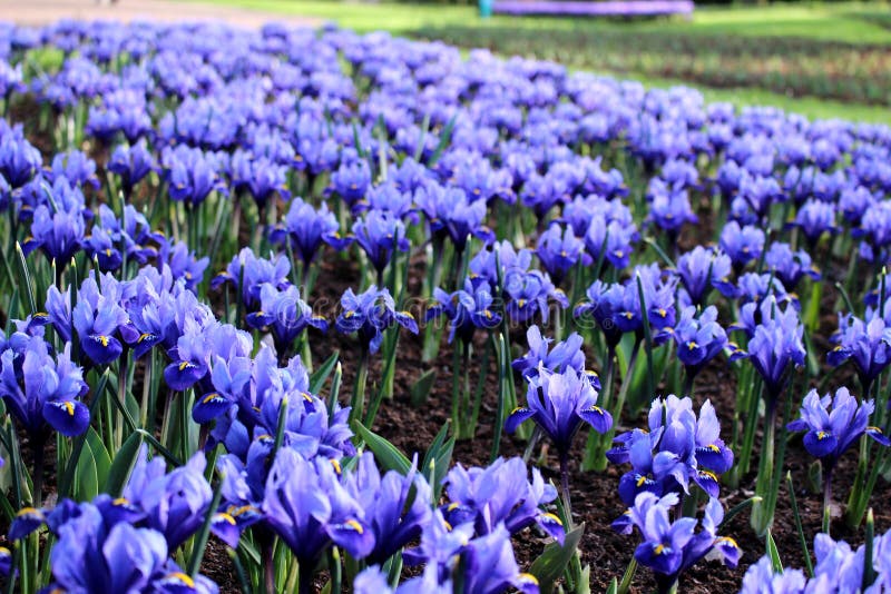 Blue irises field stock photo. Image of field, spring - 70384886