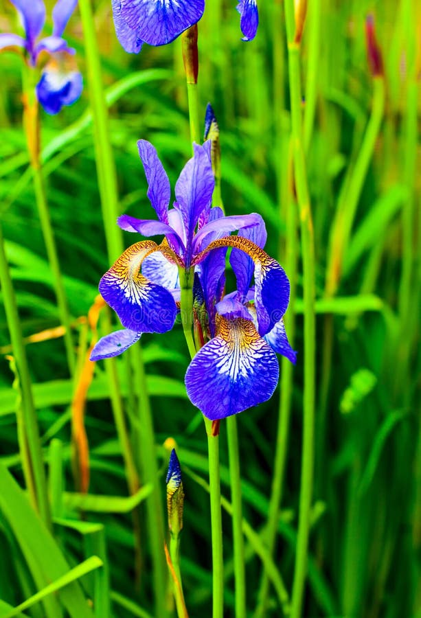 Blue Irises Flowering Plants. Stock Photo - Image of head, bright: 73770832