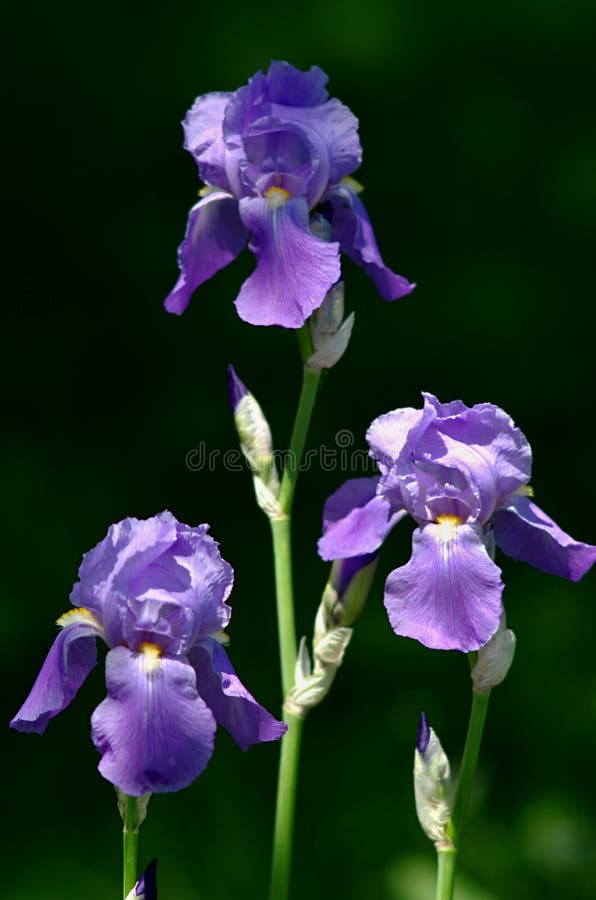 Blue irises in garden stock image. Image of trio, garden - 150428267