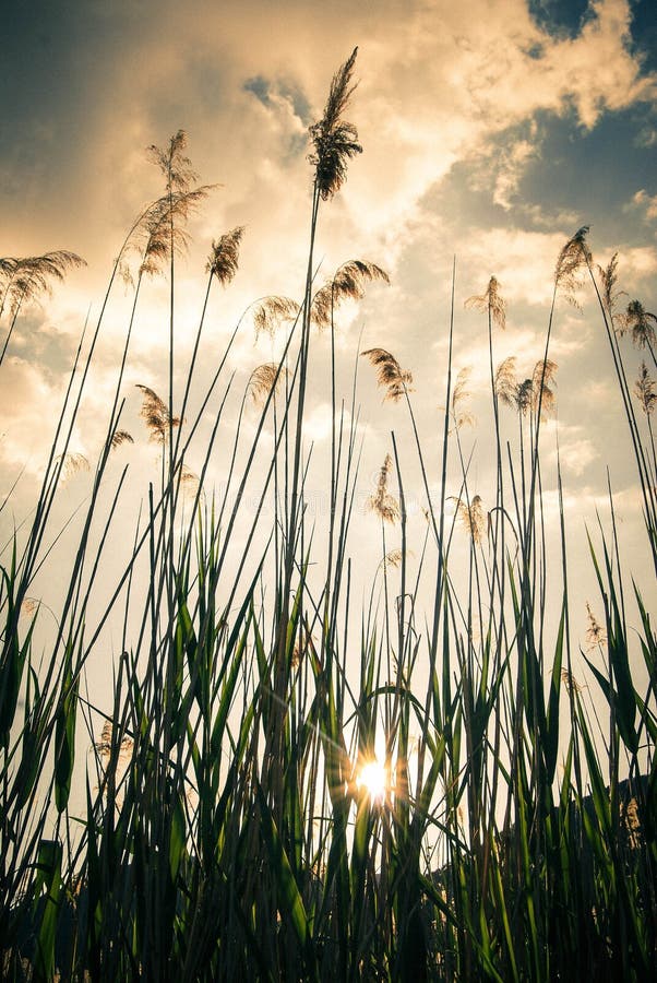 Blue island stock image. Image of backround, harvest - 49547009